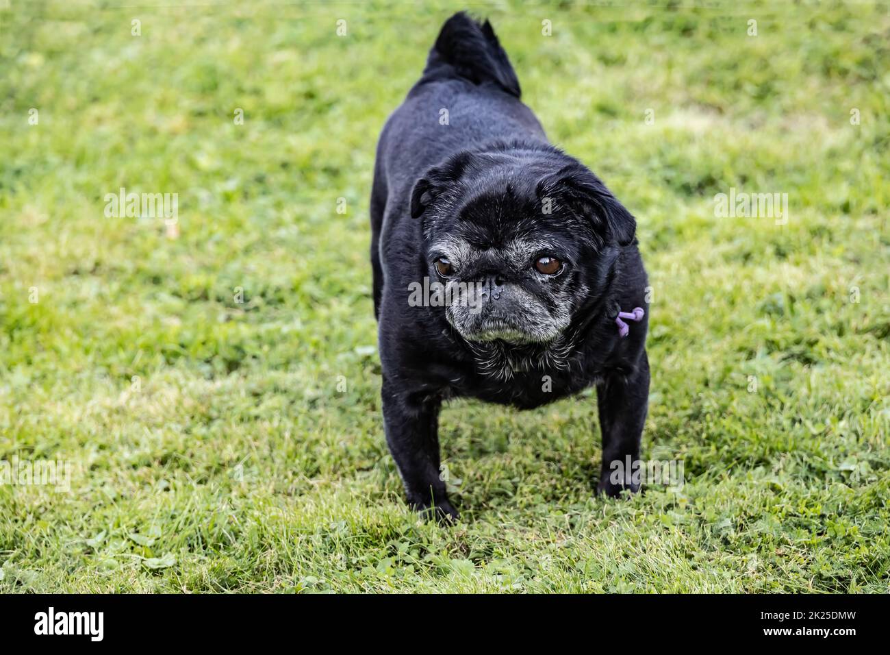 Beautiful black senior pug Stock Photo - Alamy