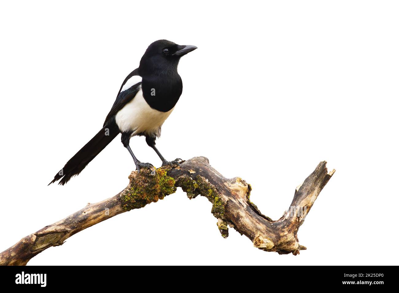 Eurasian magpie sitting on branch isolated on white background Stock ...