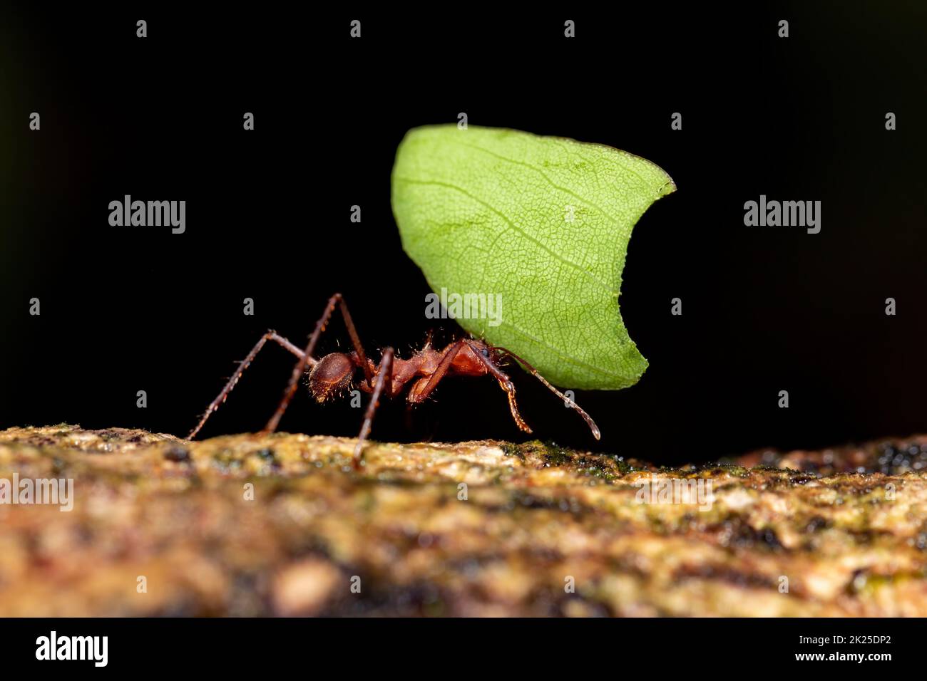 Atta leaf cutter ant hi-res stock photography and images - Alamy