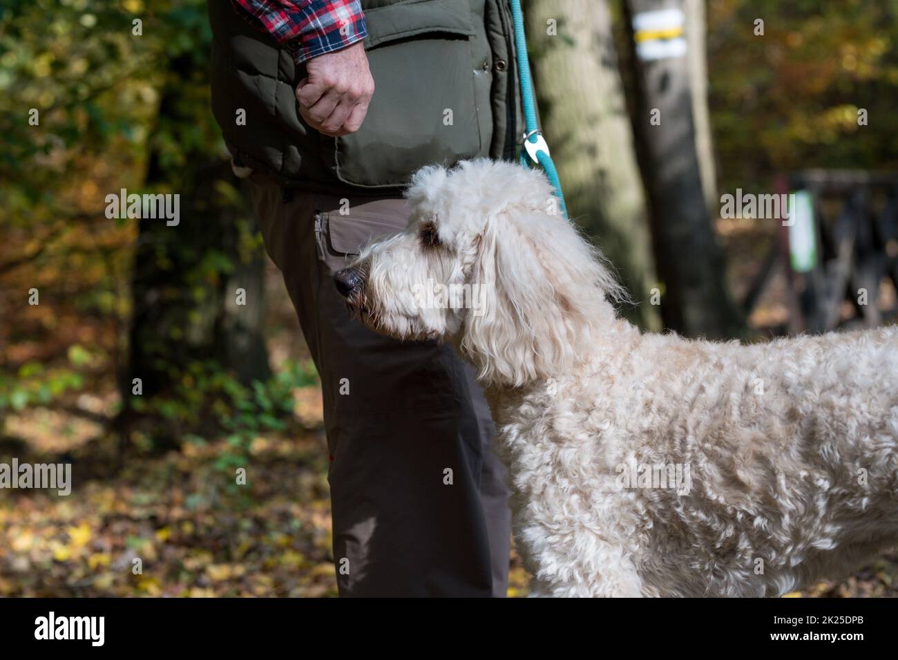 Doodle Dog in Side Portrait Stock Photo - Alamy