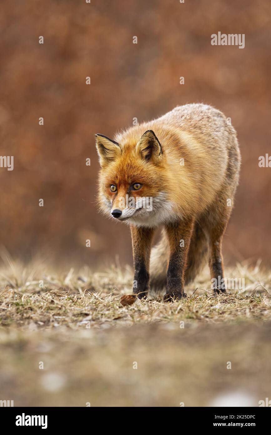 Red alert game hi-res stock photography and images - Alamy