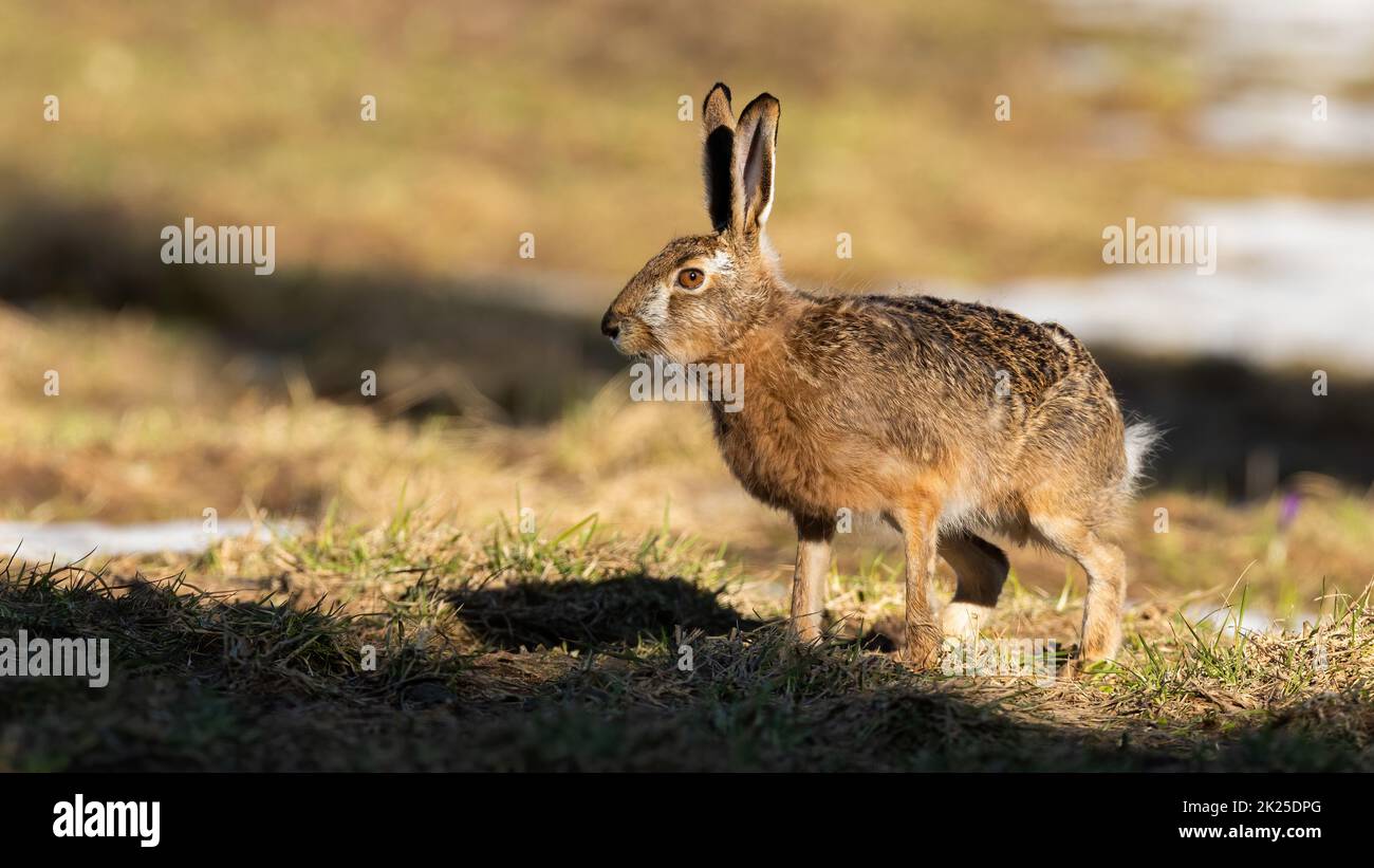 Alert brown hare standing on meadow in spring sunlight Stock Photo - Alamy