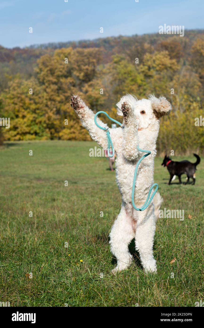 Pudel legs hi-res stock photography and images - Alamy