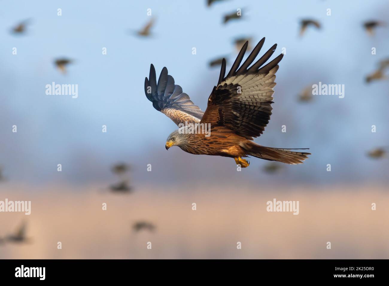 Red kite flying with bunch of birds in backgorund in blue sky Stock ...
