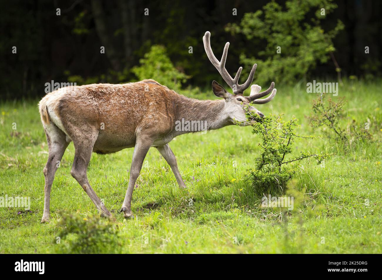 Calm red deer eating bush on meadow during summer Stock Photo - Alamy