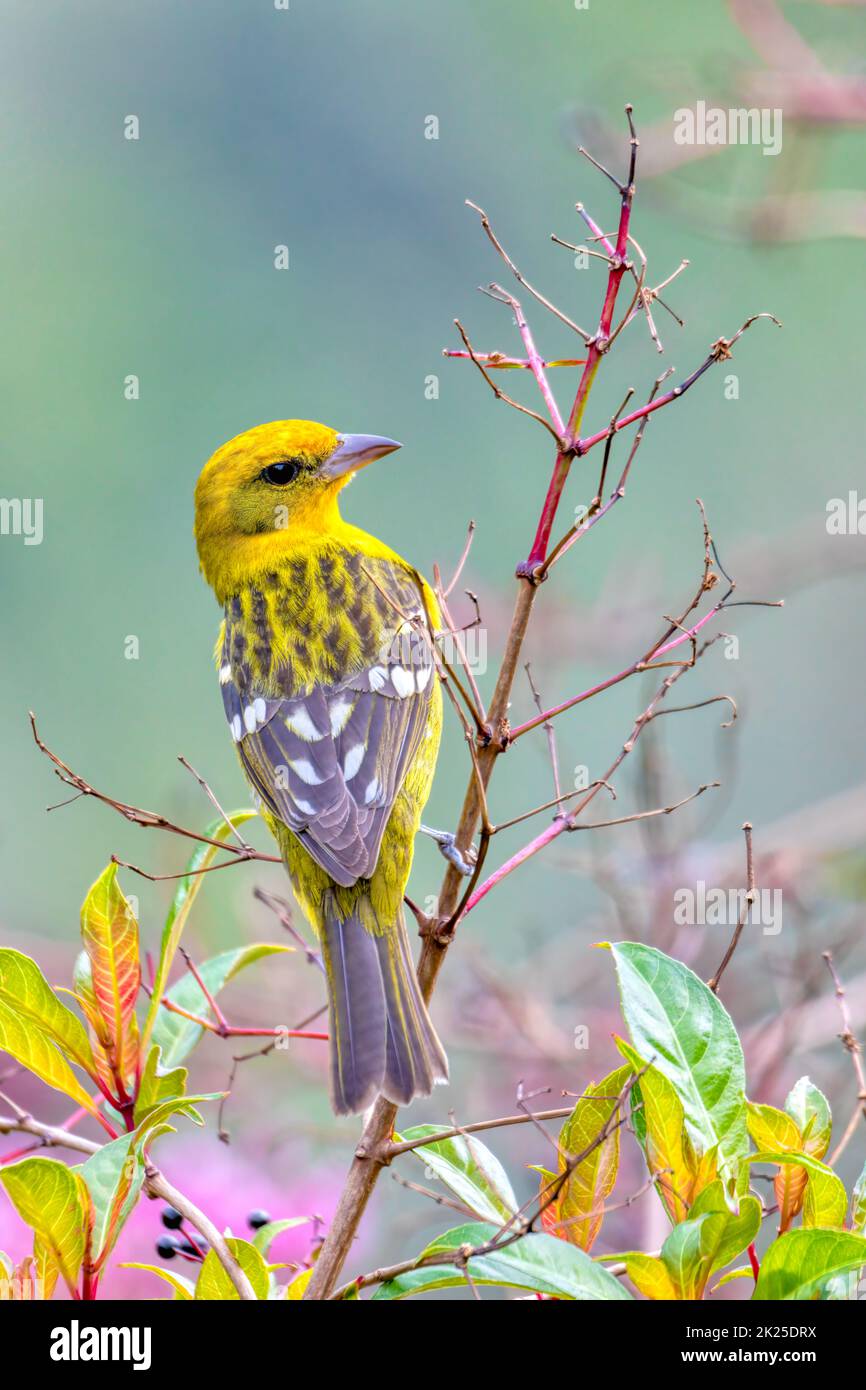 Black and yellow tanager hi-res stock photography and images - Alamy