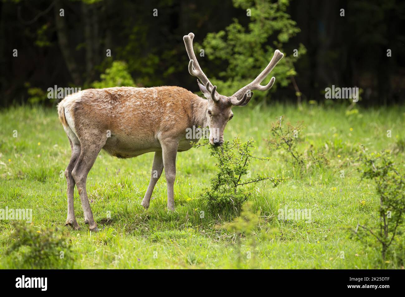 Majestic red deer stag with antlers in velvet feeding on bush Stock ...