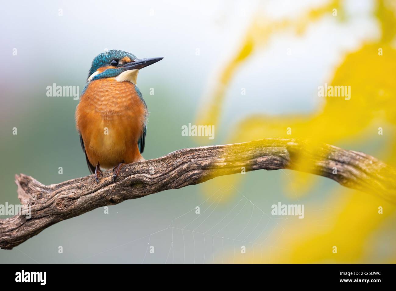 Common kingfisher bird sitting hi-res stock photography and images - Alamy