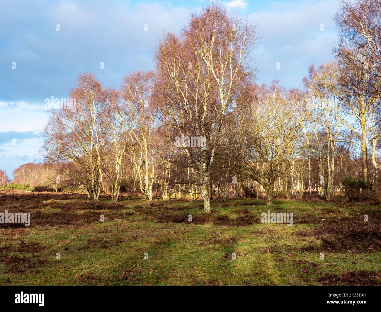 Silver trees hi-res stock photography and images - Alamy