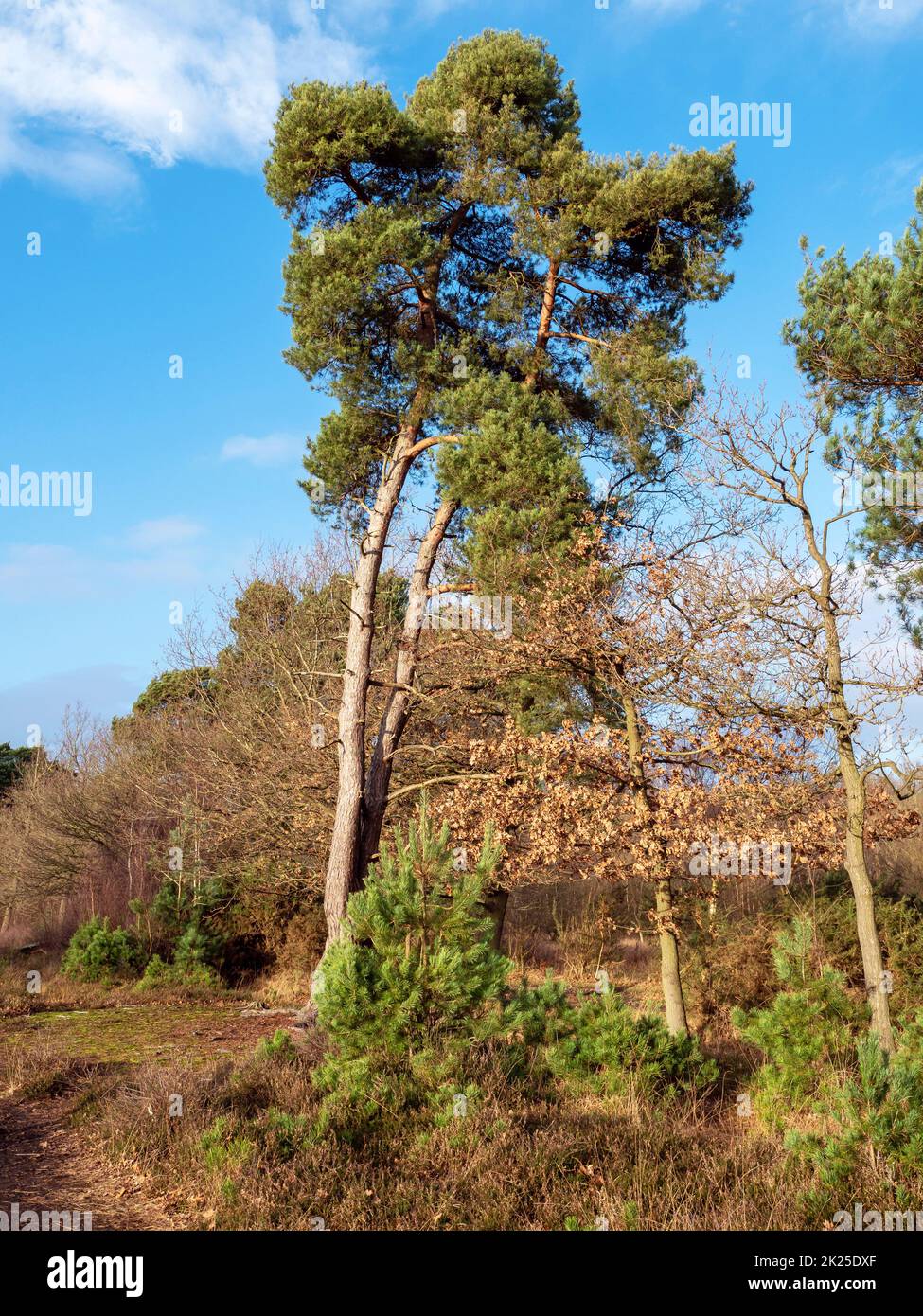 Tall pine tree hi-res stock photography and images - Alamy