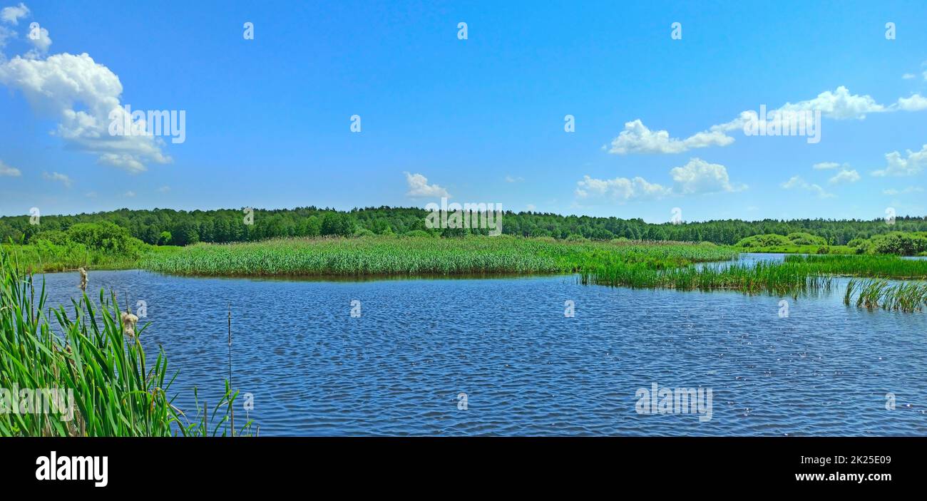 Landscape with lake surrounded with cane. Summer scenery Stock Photo ...