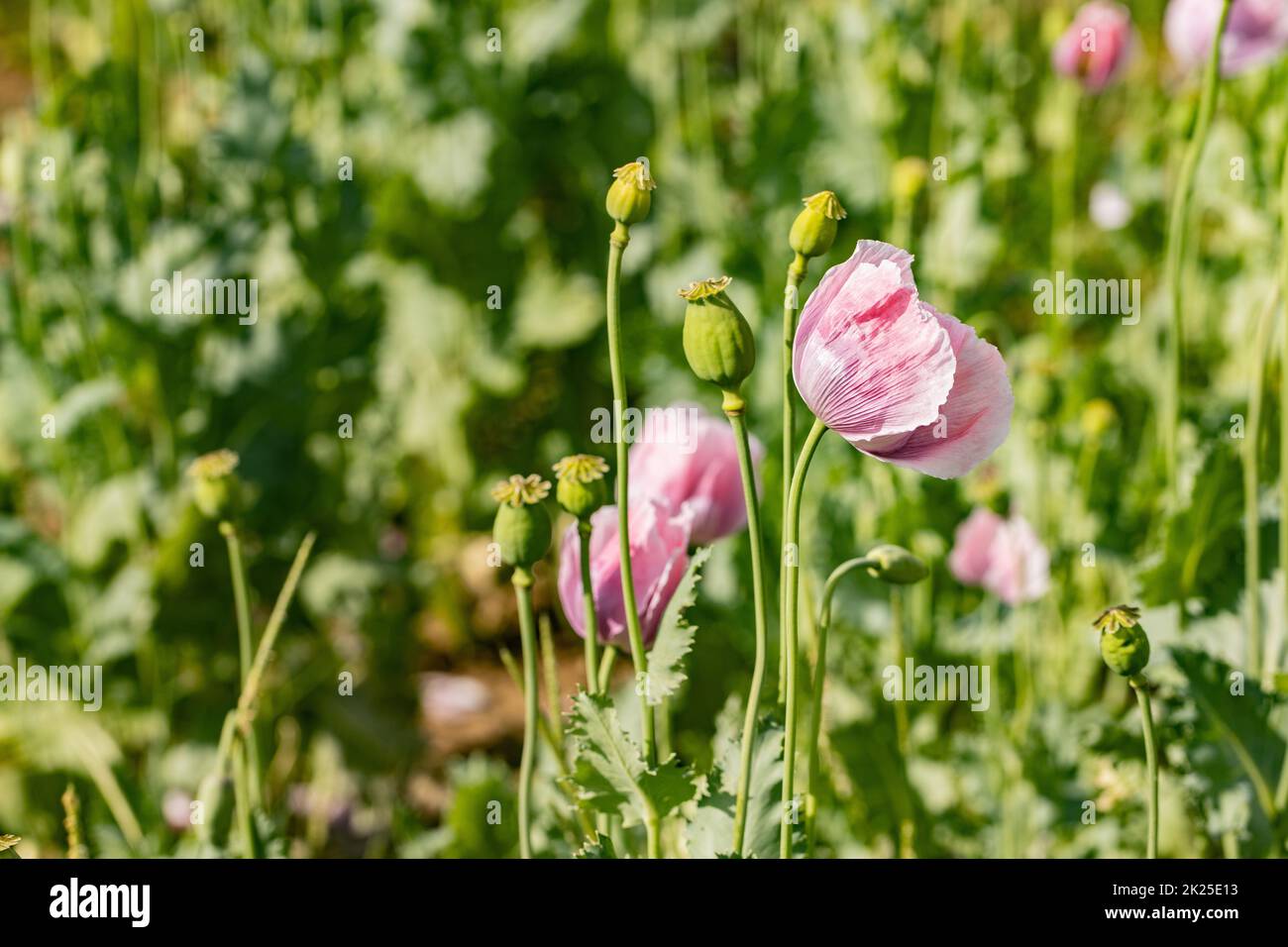 Fresh poppies hi-res stock photography and images - Alamy