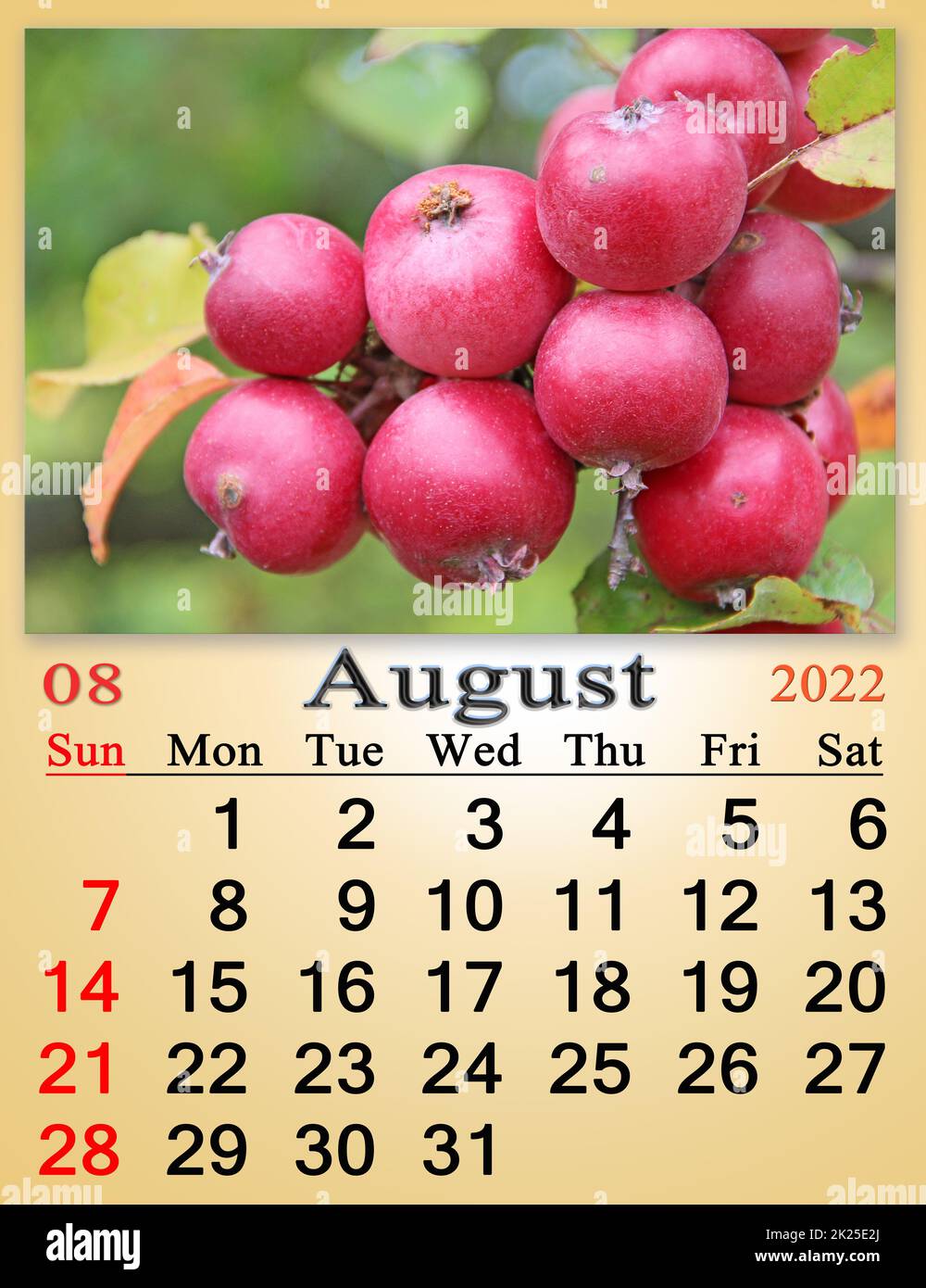August 2022 Calendar for organizer to plan and reminder on nature ...