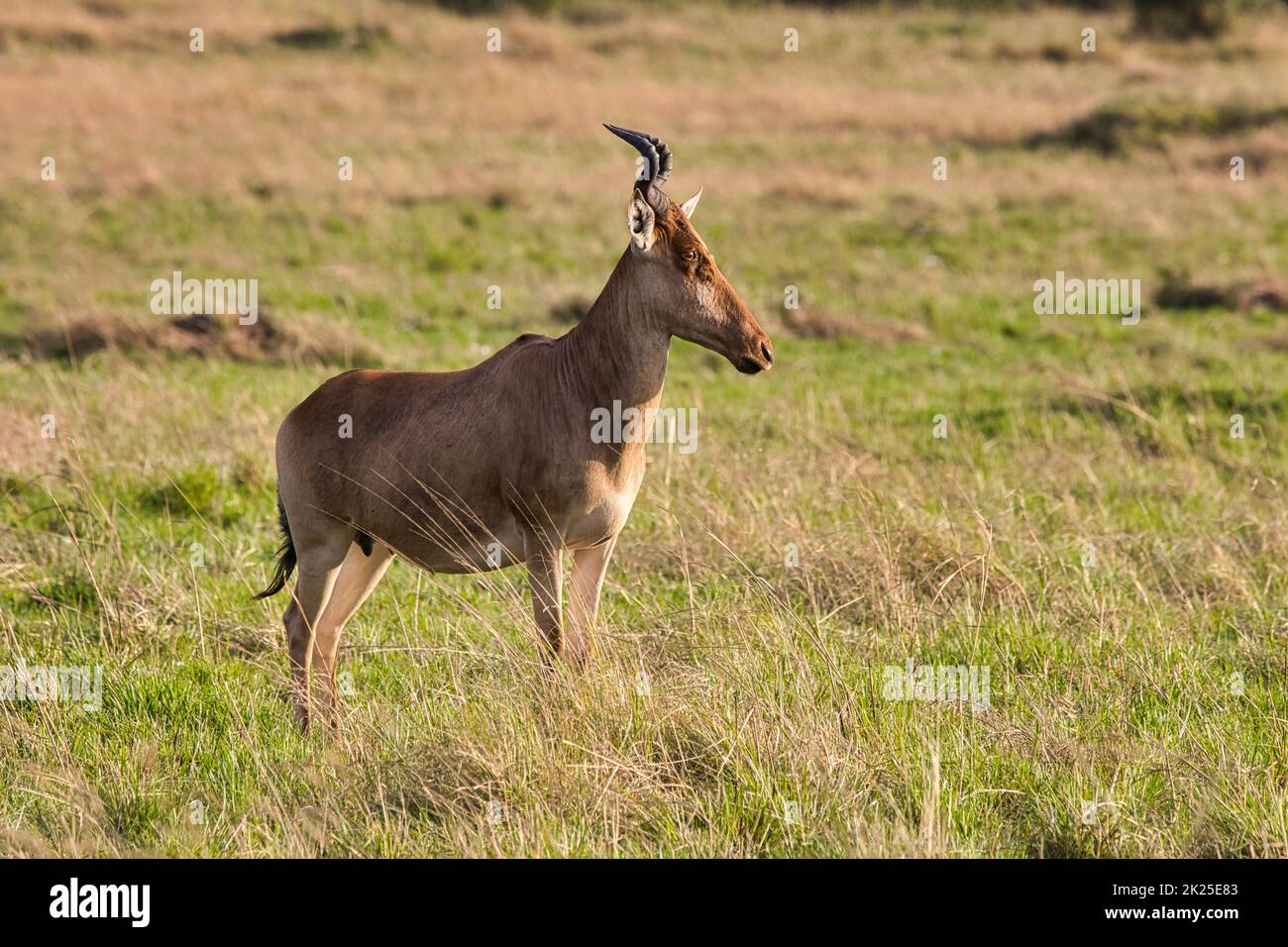 Hartebeest, Alcelaphus buselaphus, in the Maasai Mara National Reserve ...
