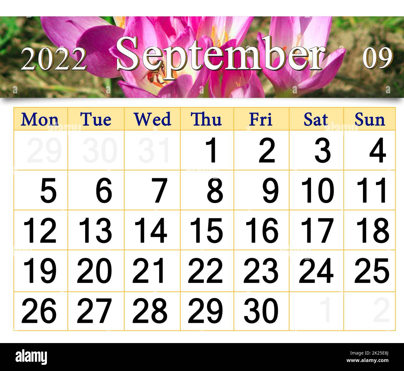 calendar for september 2022 with autumn flowers of pink colchicum ...