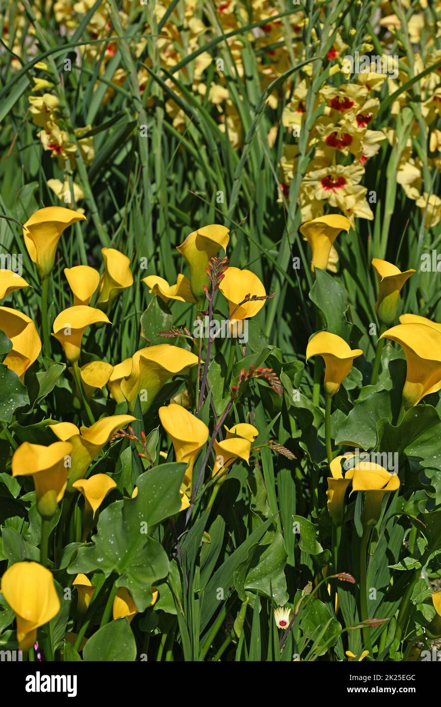 Yellow Calla and Gladioleus in yellow border Stock Photo - Alamy