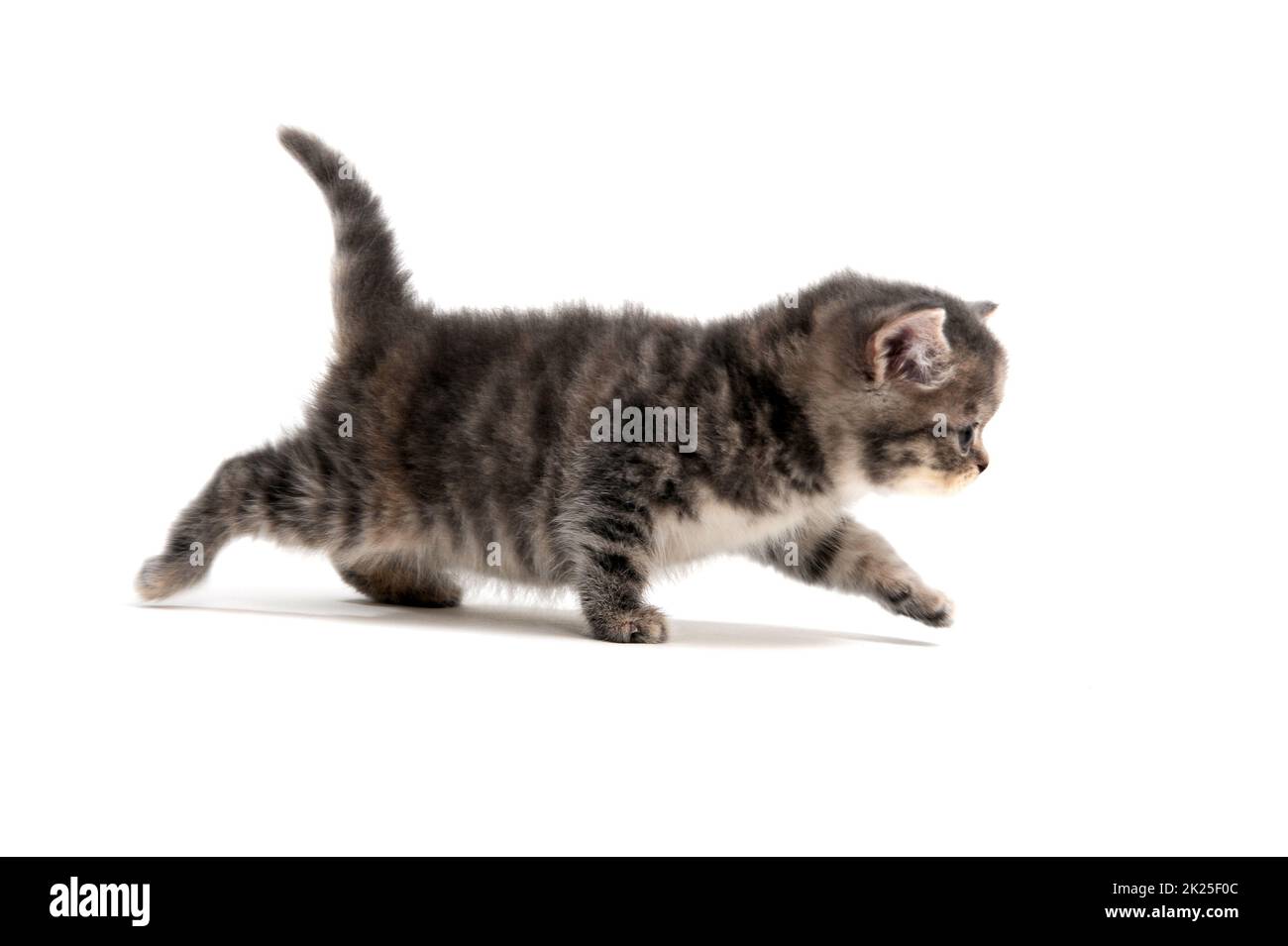 Fluffy gray kitten on a white background Stock Photo - Alamy