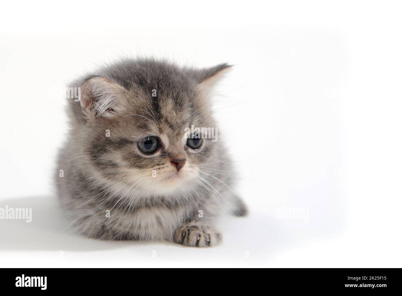 Fluffy gray kitten on a white background Stock Photo - Alamy