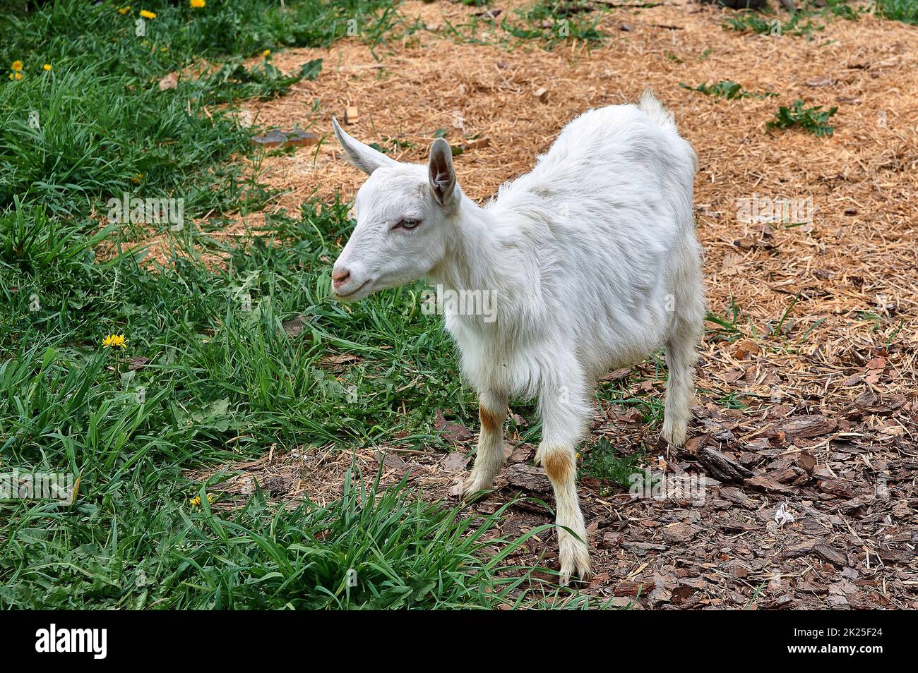 White goat grazing in a meadow Stock Photo - Alamy