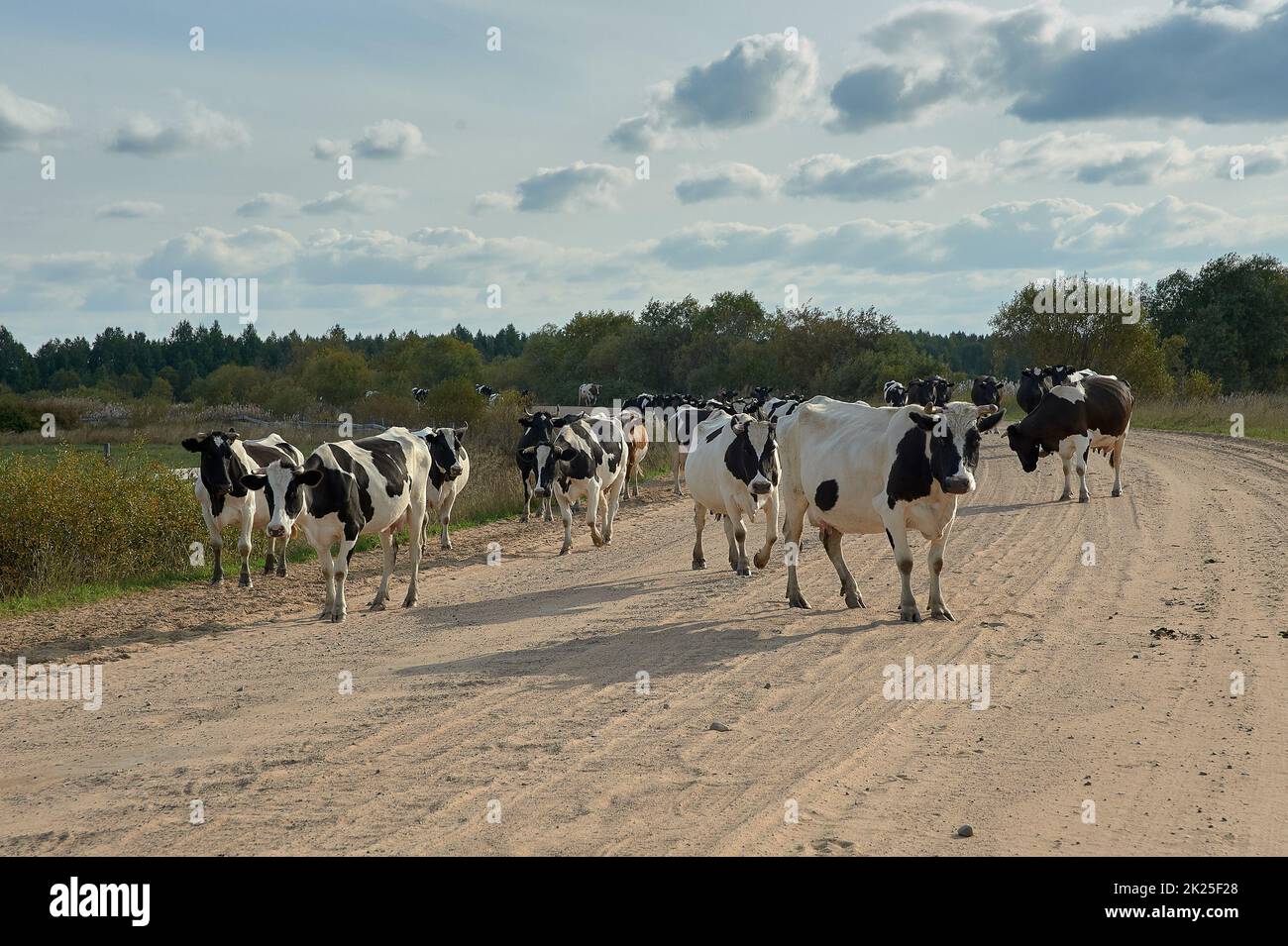 Herd cows grazing along road hi-res stock photography and images - Alamy