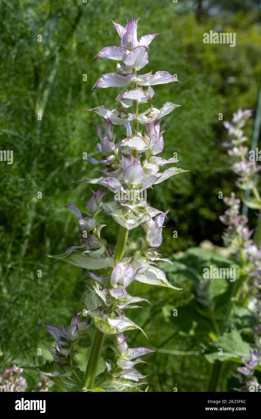 Clary sage (Salvia sclarea), close up of the leaves Stock Photo - Alamy