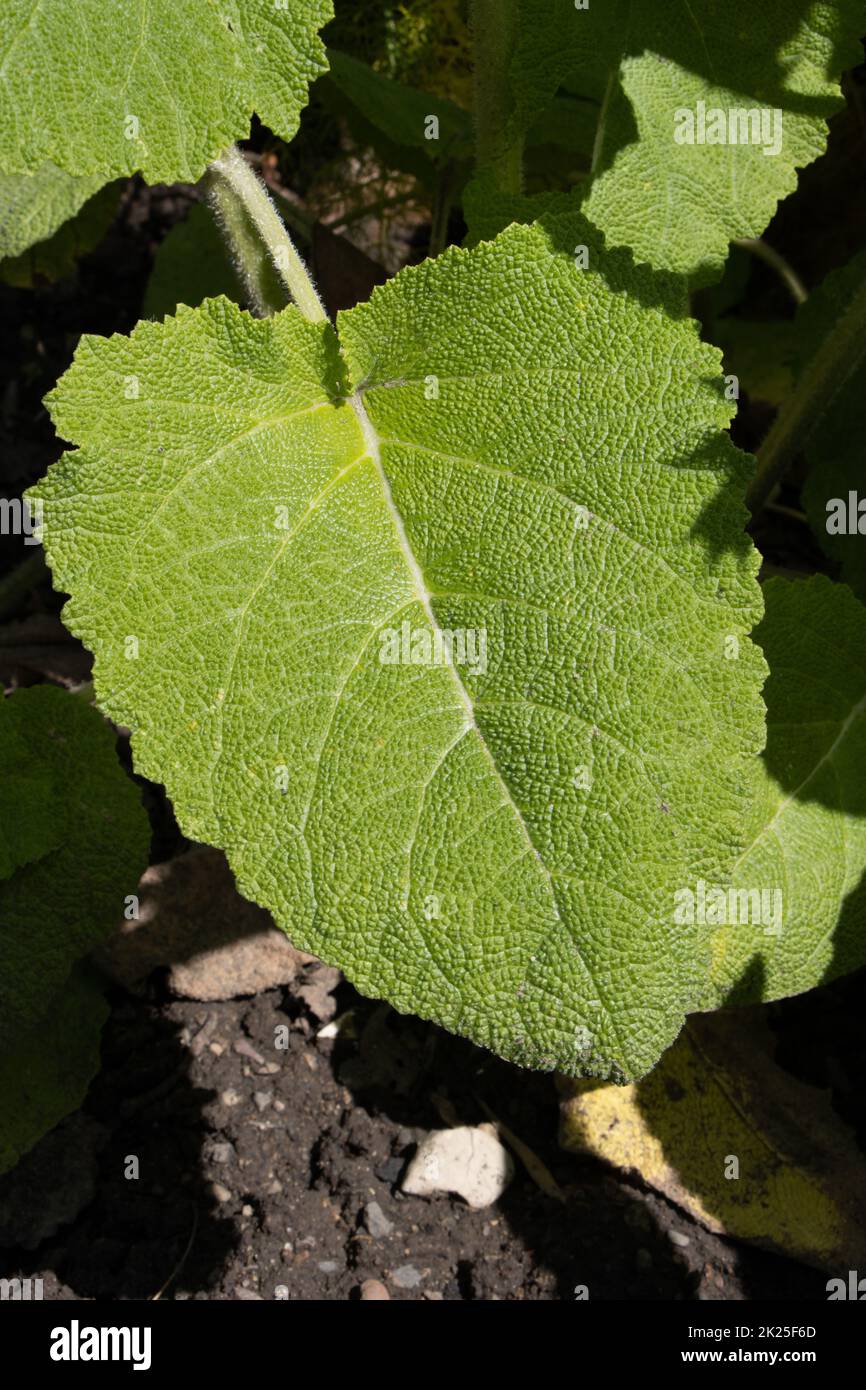 Clary sage (Salvia sclarea), close up of the leaves Stock Photo - Alamy