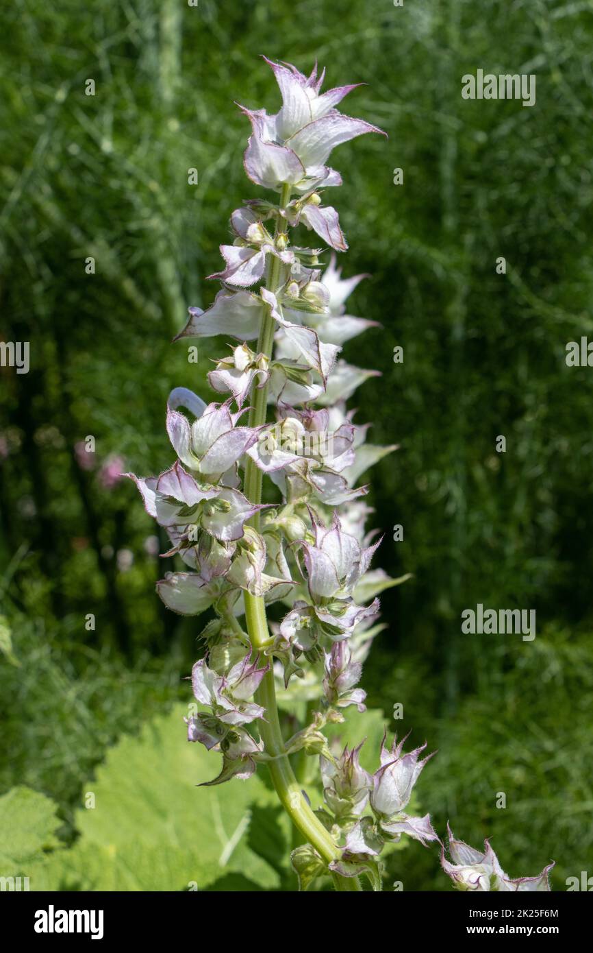 Clary sage (Salvia sclarea), close up of the leaves Stock Photo - Alamy