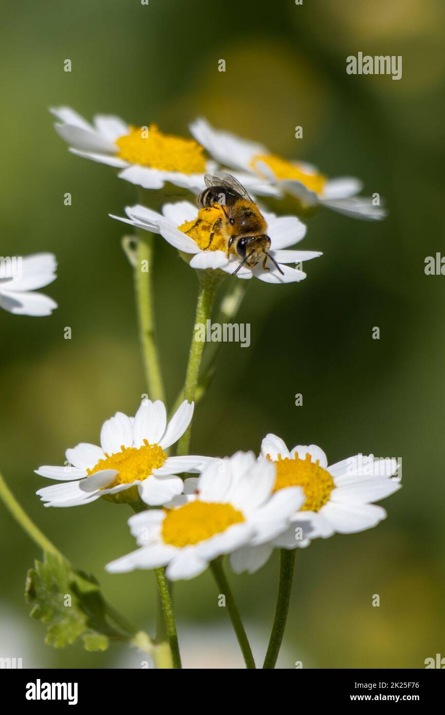Chamomile feverfew hi-res stock photography and images - Alamy