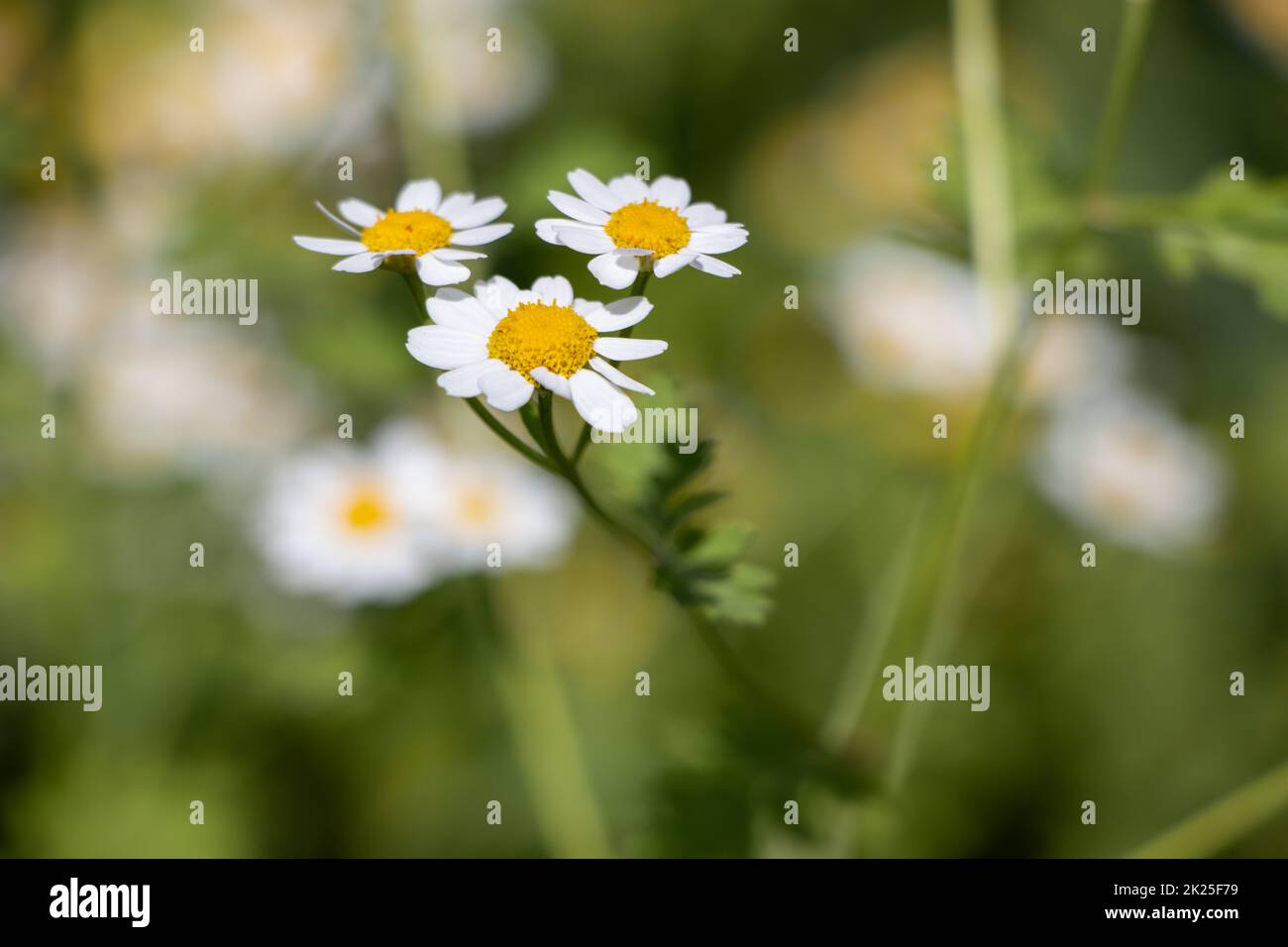 Closeup many white buttons hi-res stock photography and images - Alamy
