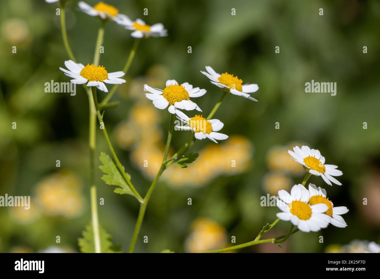 Tanacetum parthenium tea hi-res stock photography and images - Alamy