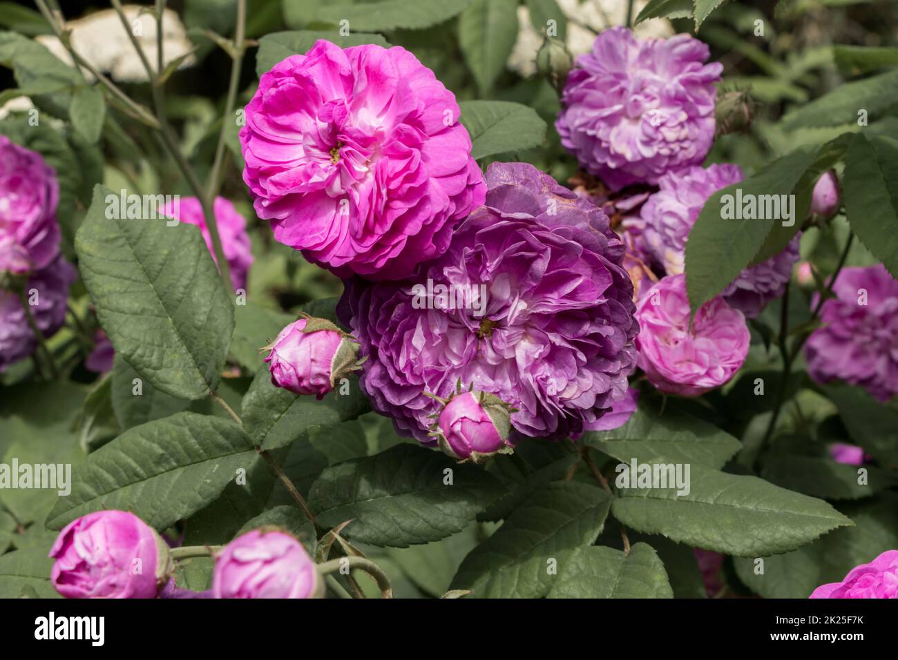 Rosa gallica historical hi-res stock photography and images - Alamy