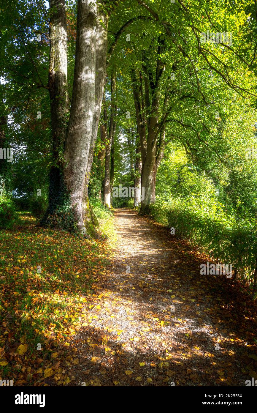 Autumn scenic with a shady alley Stock Photo - Alamy