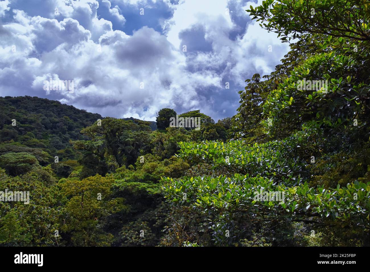 Monteverde Cloud Forest Reserve, views of canopy, plants and trees ...