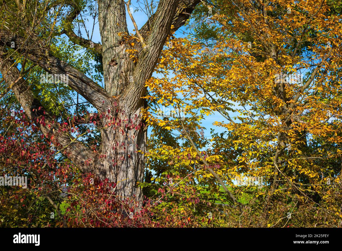 stem of a tree and colorful foliage Stock Photo - Alamy