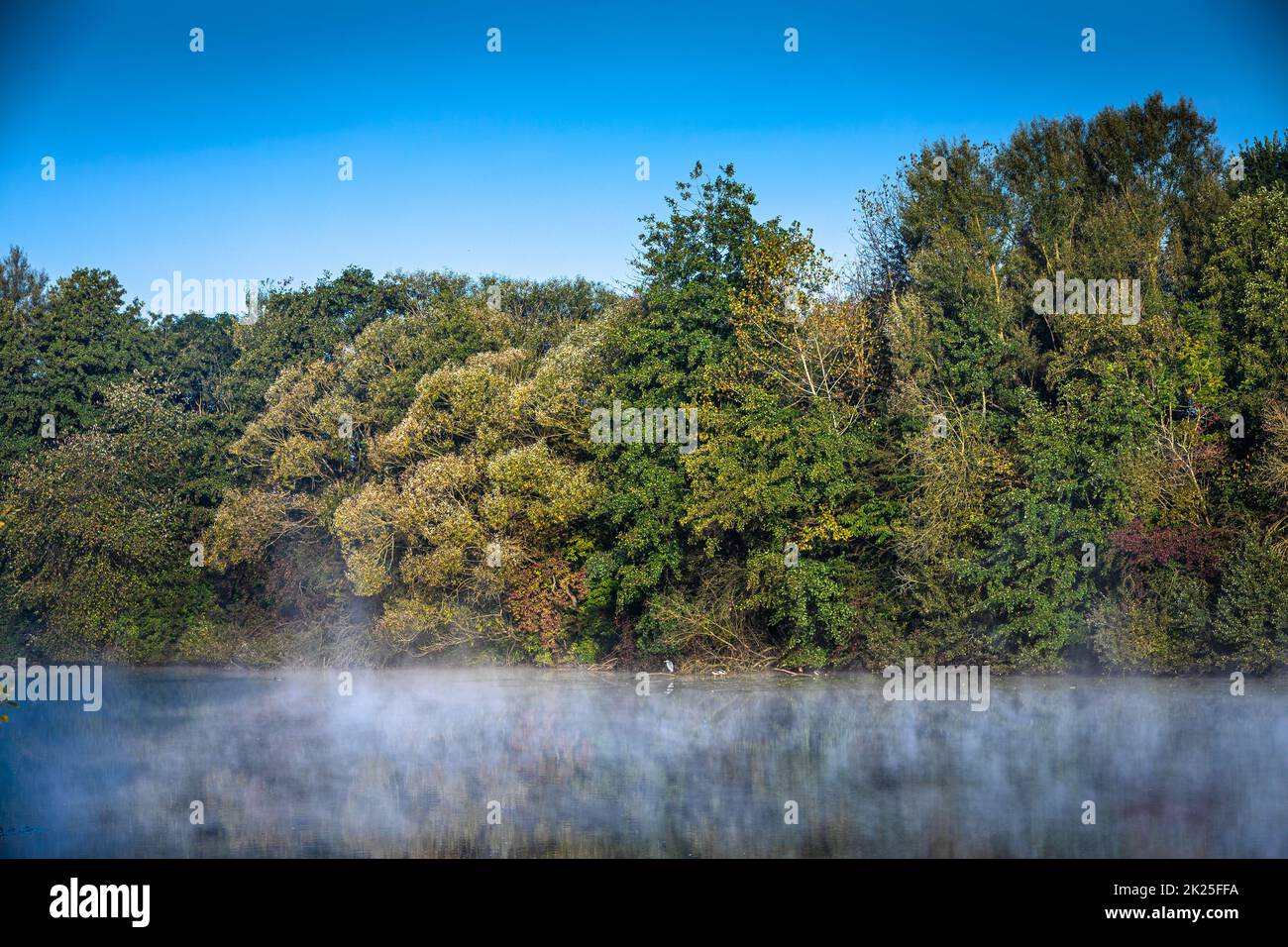 heron and fog at a lake Stock Photo - Alamy