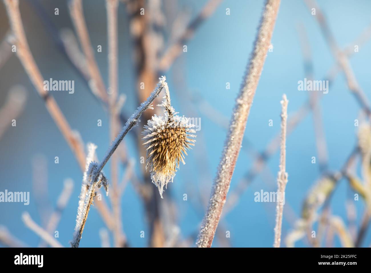 Hoar frost detail hi-res stock photography and images - Alamy