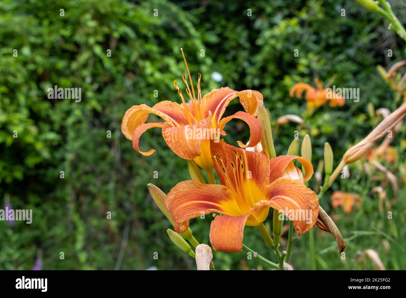 Giant orange Daylily (Hemerocallis fulva) on a beautiful spring in a ...