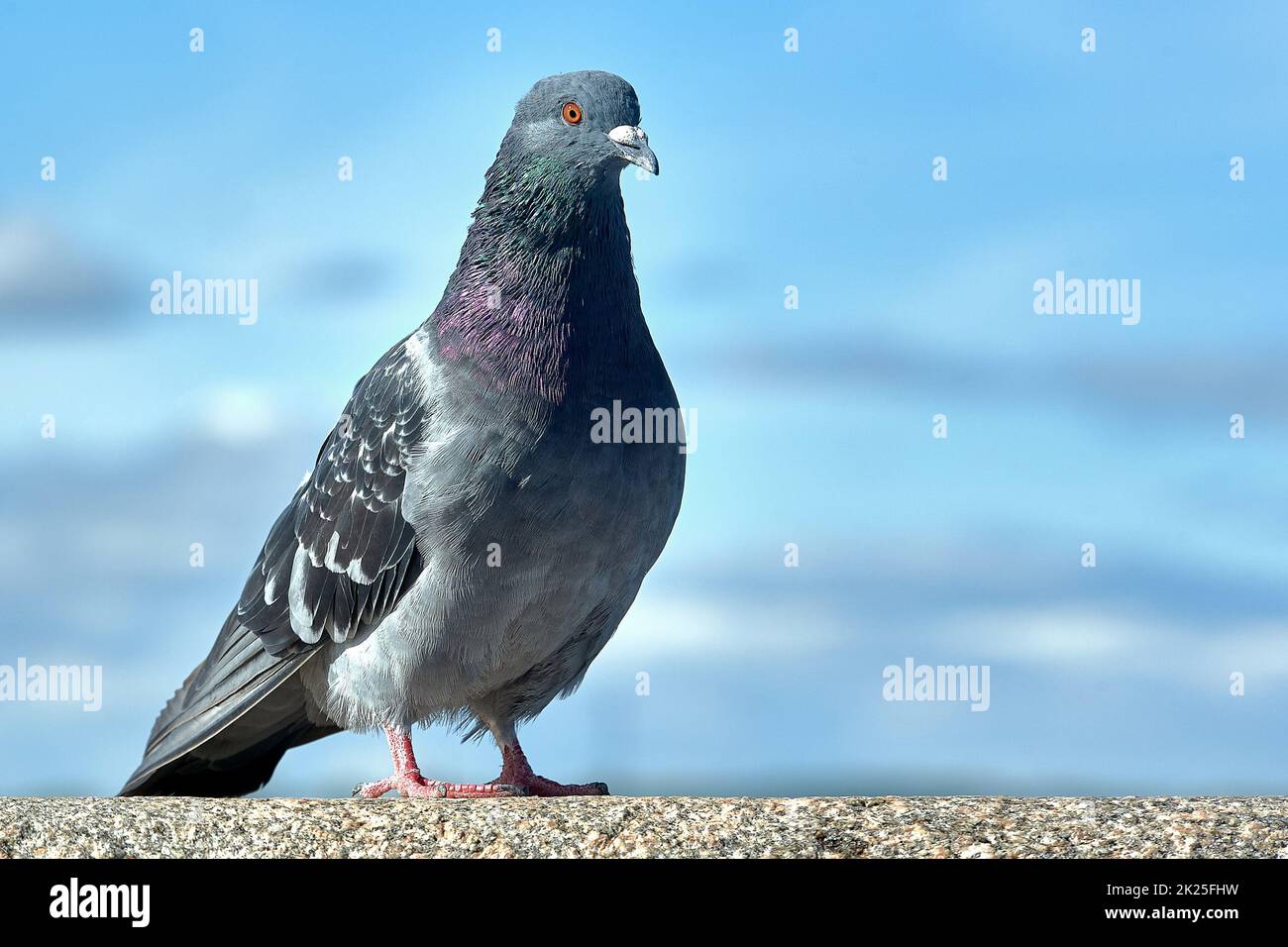 Blue pigeon hi-res stock photography and images - Alamy