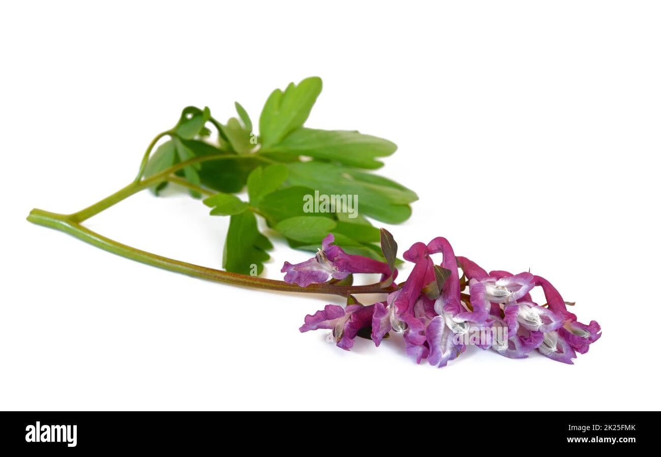 Summer spring foliage green Cut Out Stock Images & Pictures - Alamy