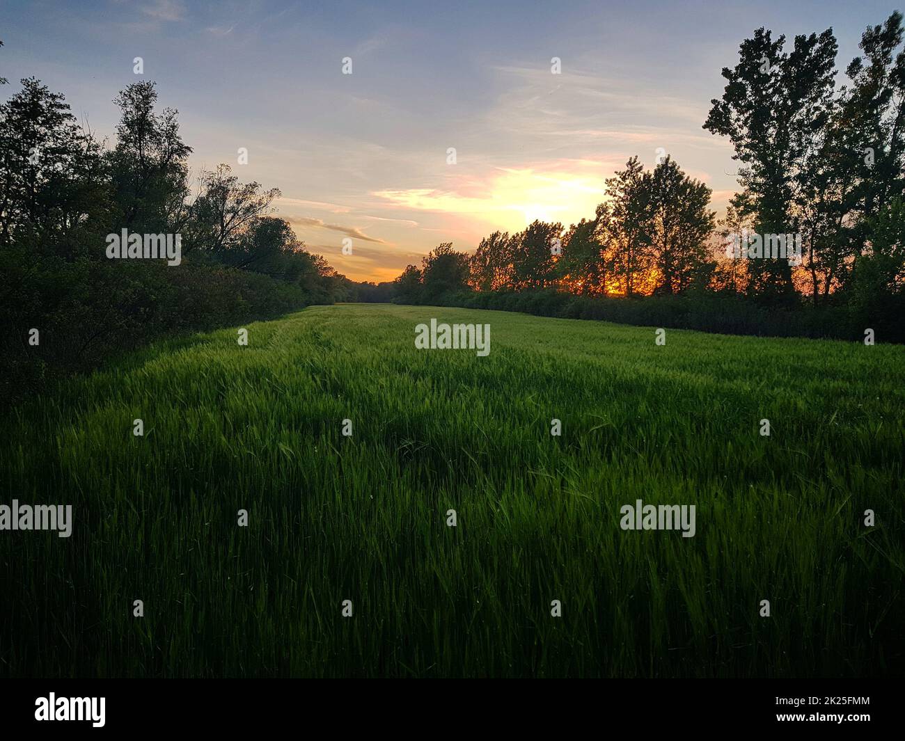 Beautiful scenery of a green land surrounded by trees under the sunset ...