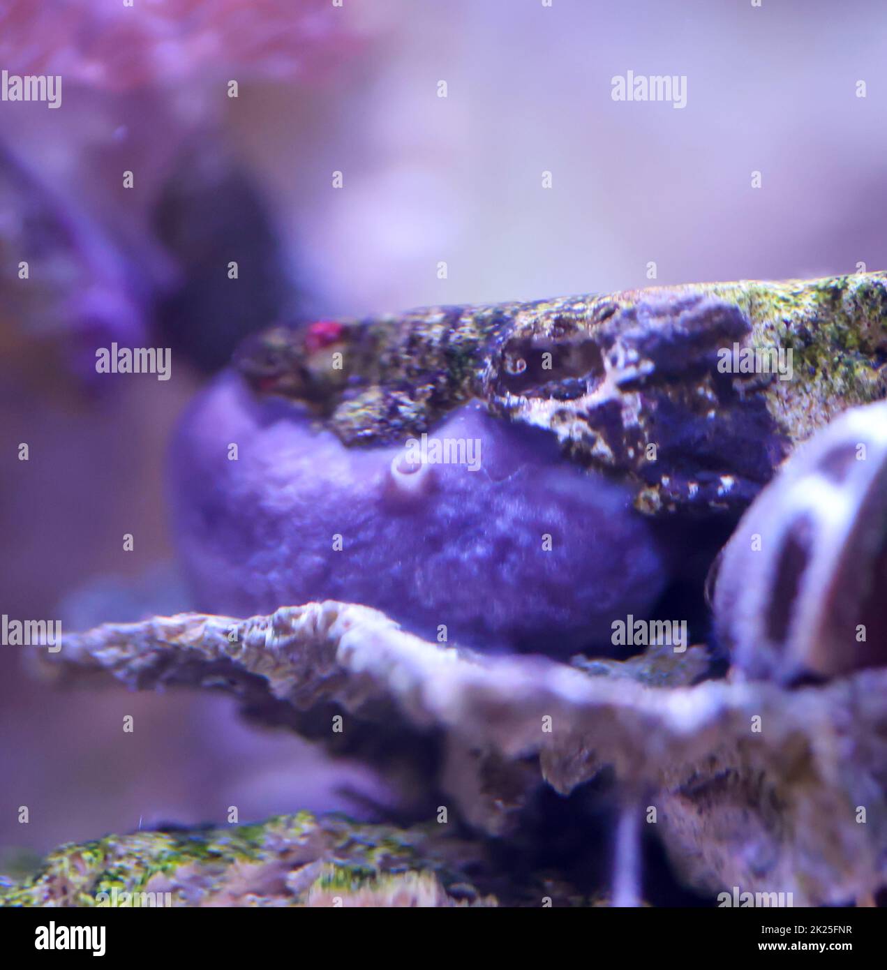 A blue, purple-colored sponge and a shell behind which a small starfish ...