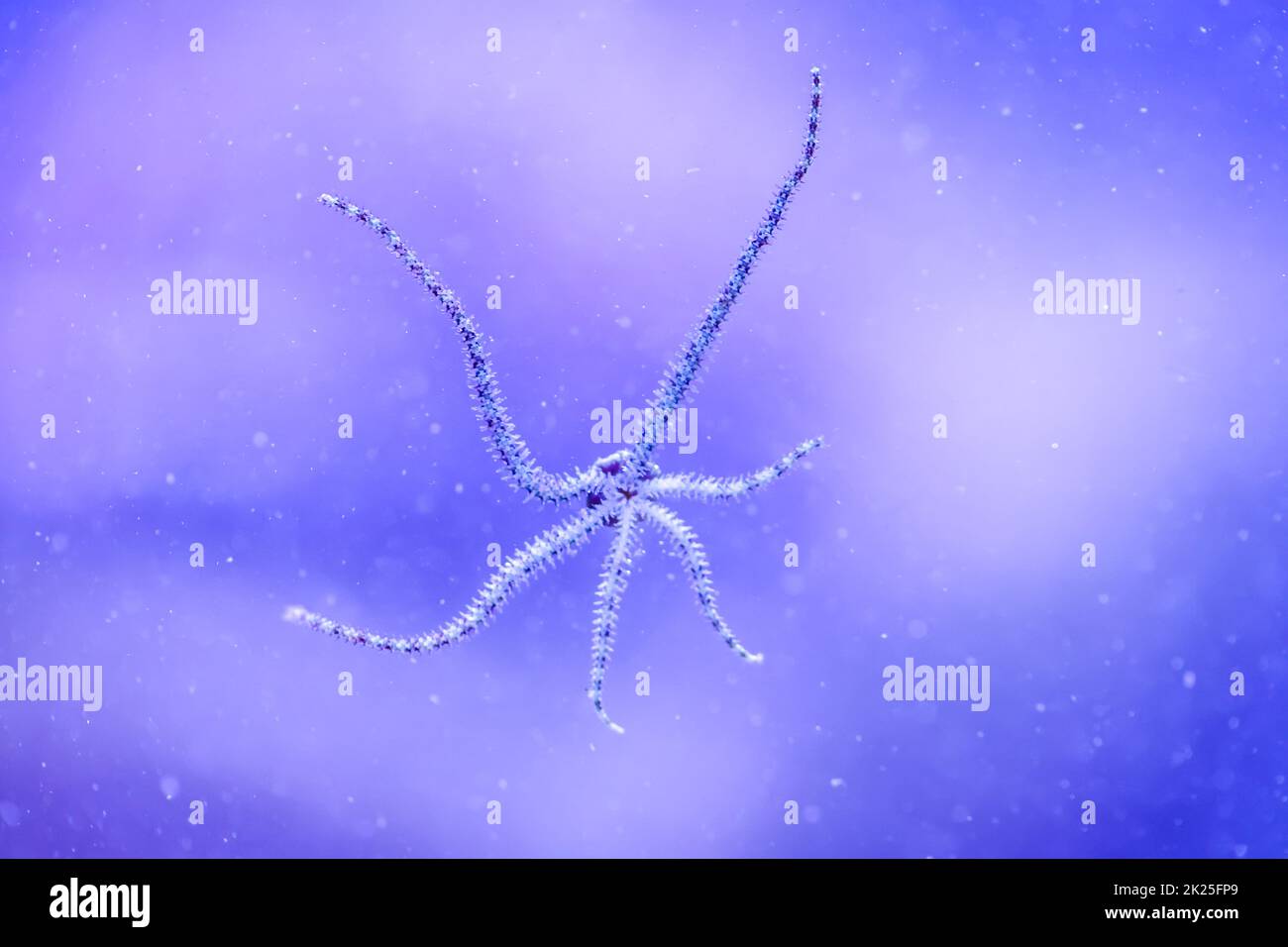 A snake star with its six tentacles on the disk of a saltwater aquarium ...