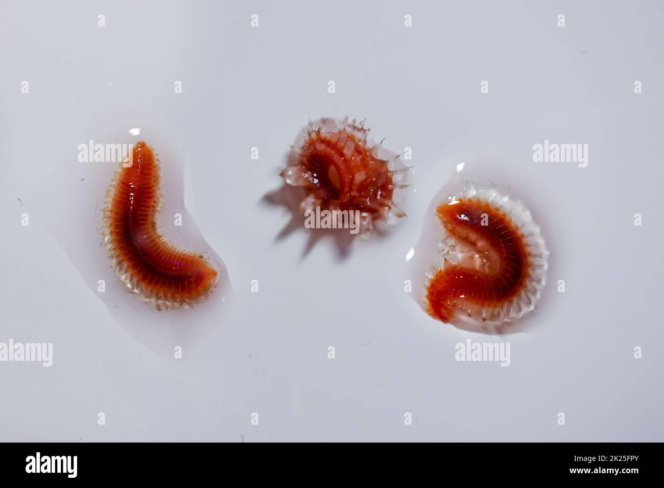 Polychaeta hi-res stock photography and images - Alamy