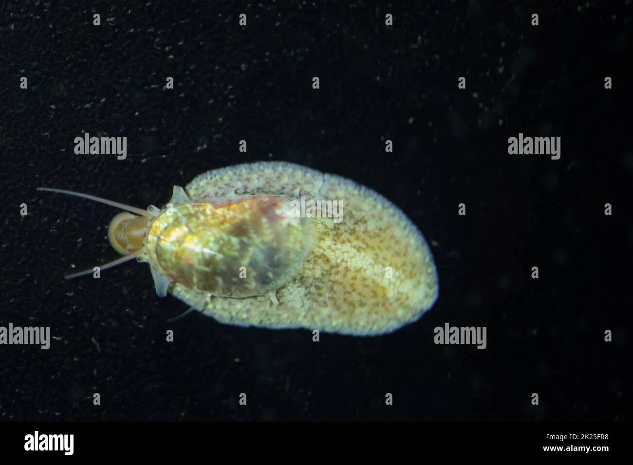 A snail in the saltwater aquarium on the disk Stock Photo - Alamy