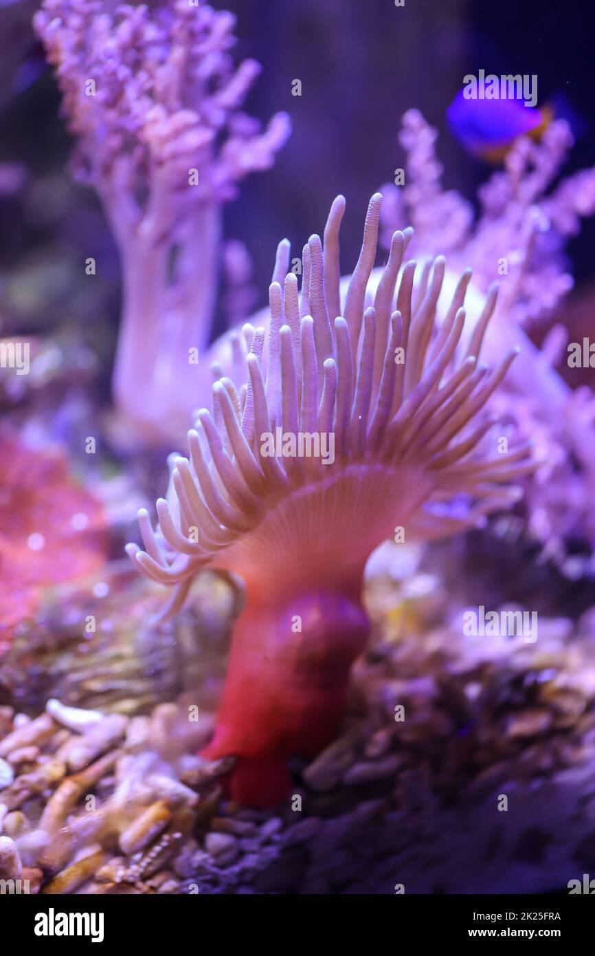 Anemone fish swimming underwater hi-res stock photography and images ...