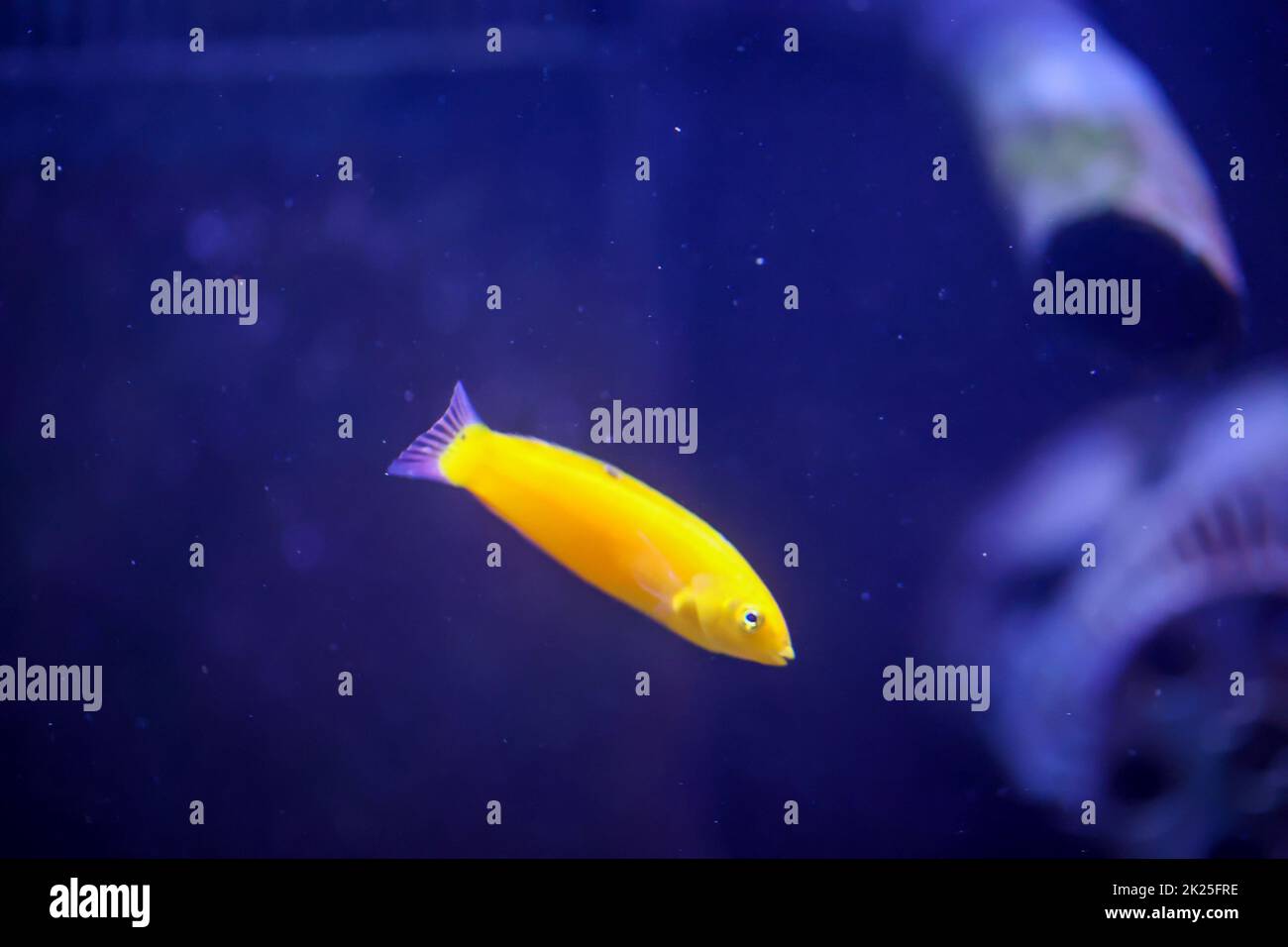 A yellow wrasse in the saltwater aquarium. In the event of danger, they ...