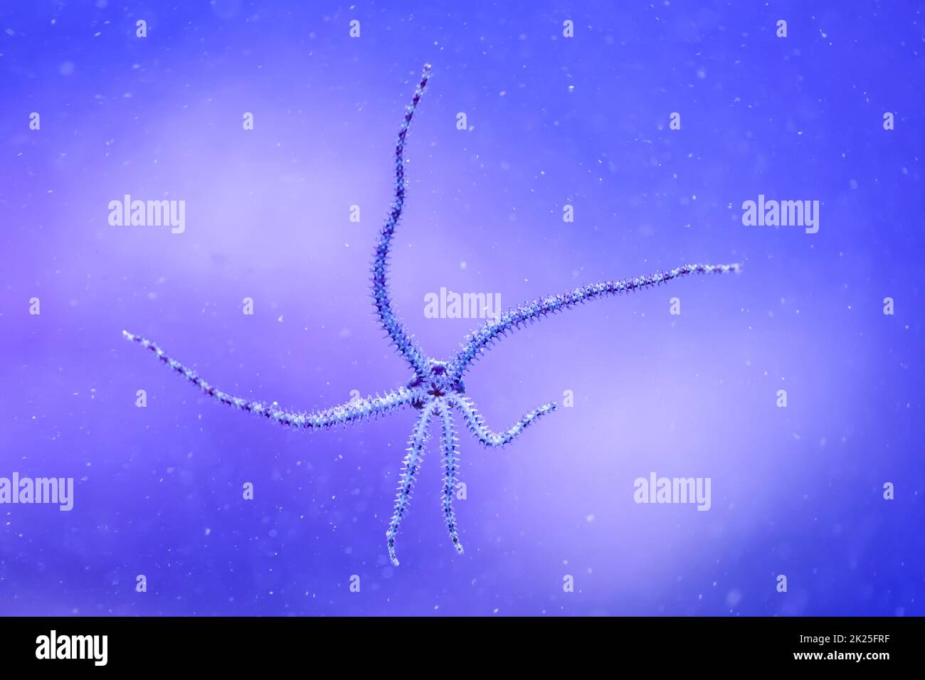 A snake star with its six tentacles on the disk of a saltwater aquarium ...