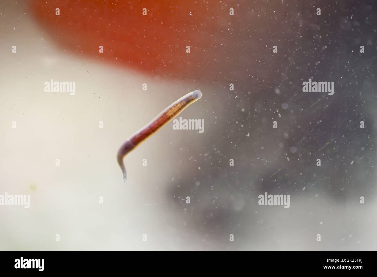 Brown disk hi-res stock photography and images - Alamy