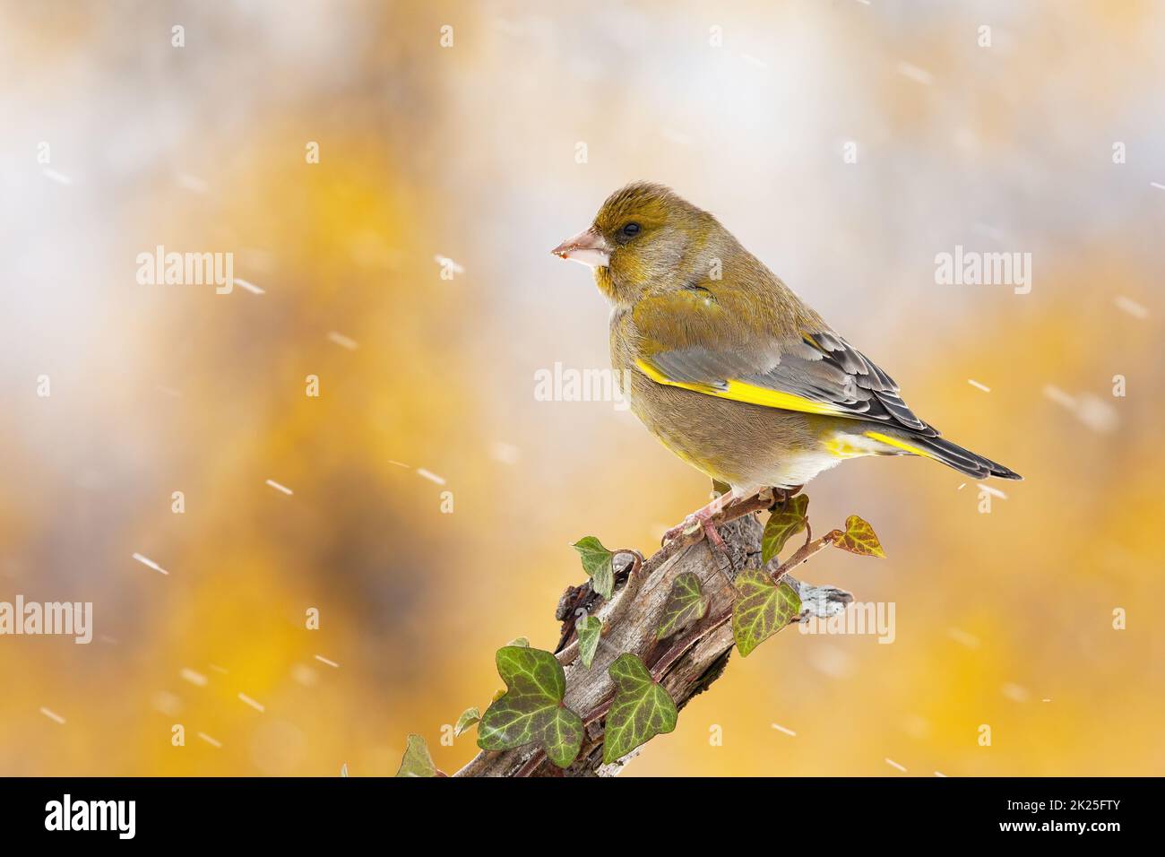 Finch resting on bough hi-res stock photography and images - Alamy