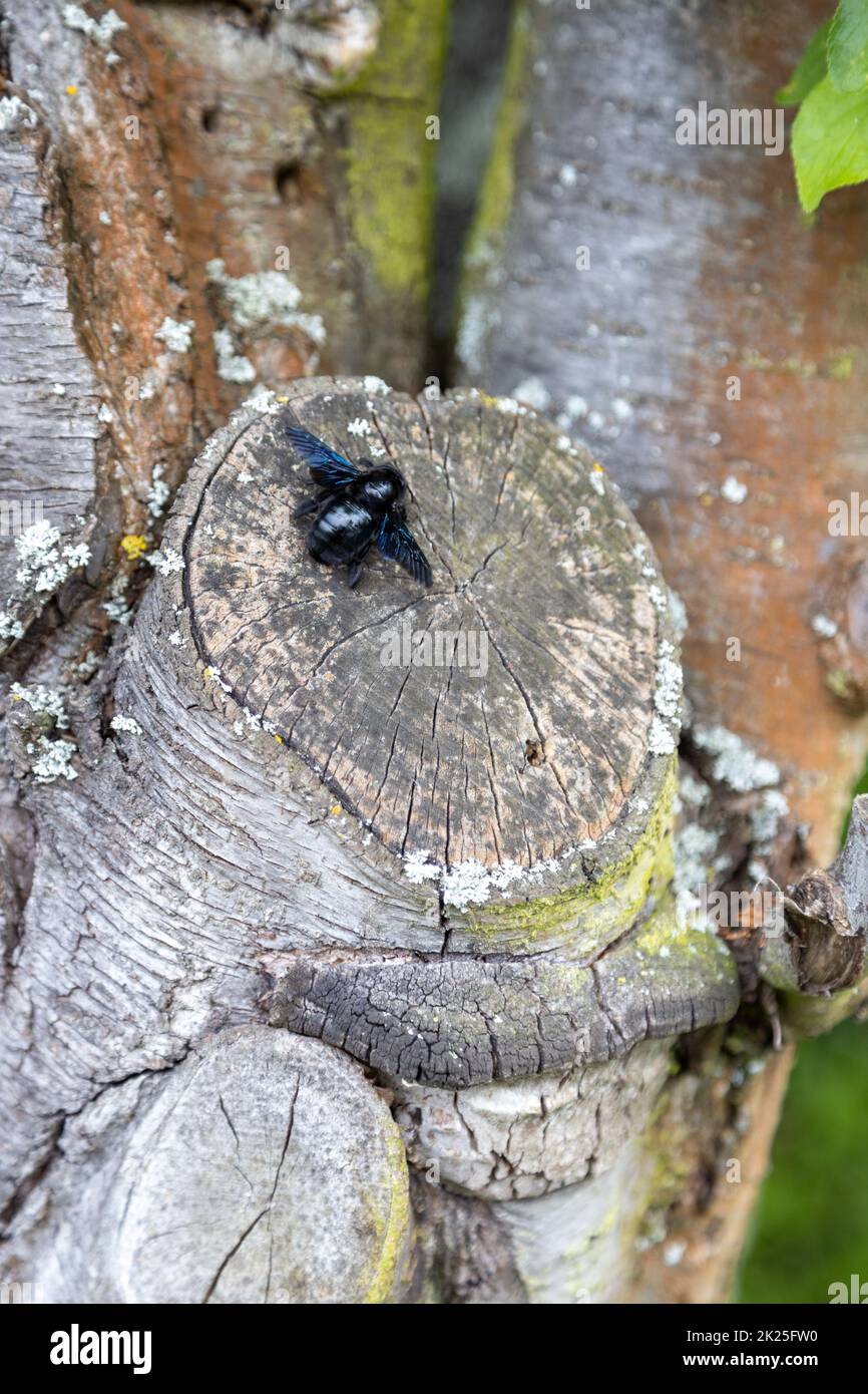A blue wood bee works on the trunk of an old tree Stock Photo - Alamy